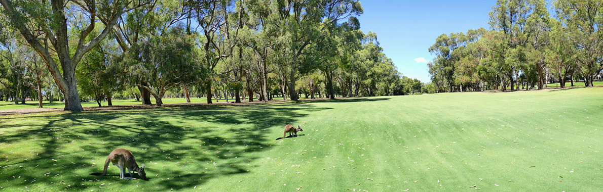 Mandurah Country Club, Mandurah, - Golf course information and reviews.